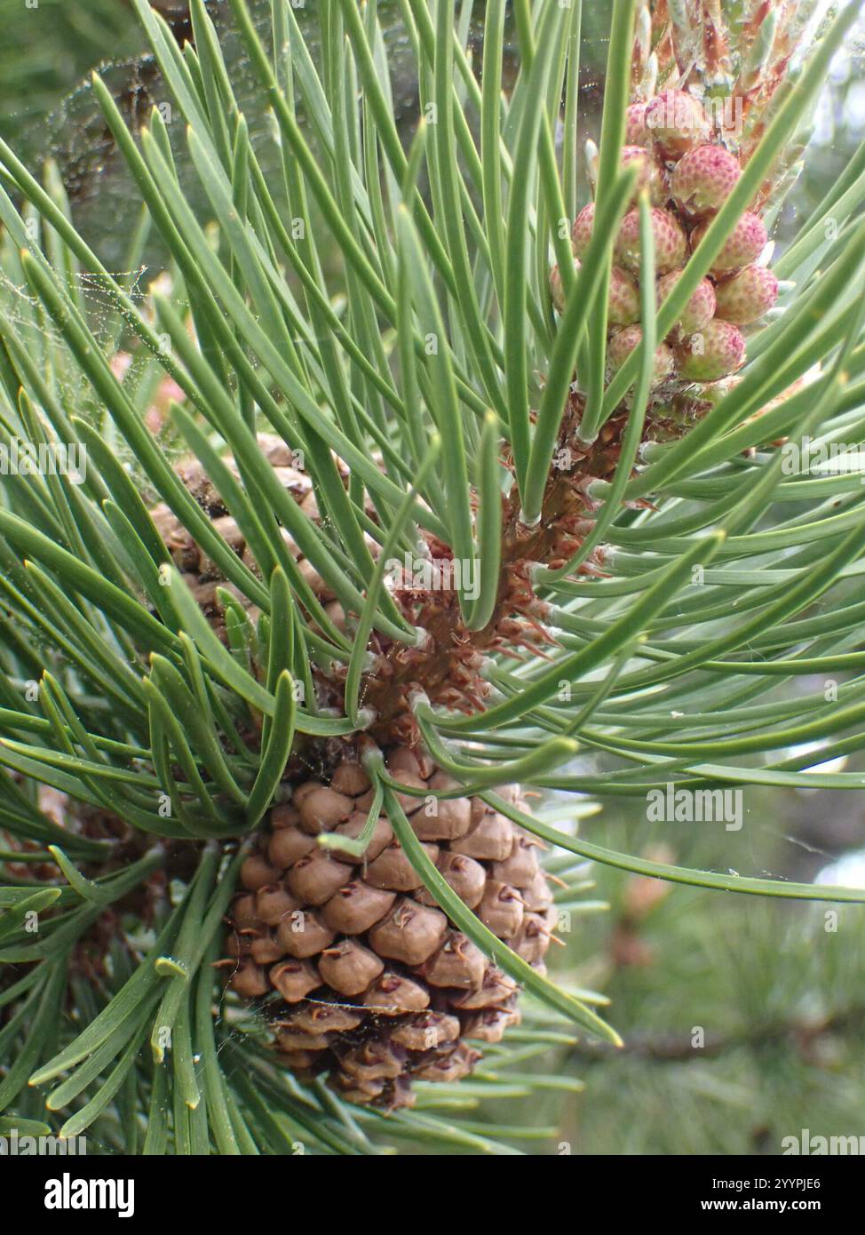 lodgepole pine (Pinus contorta Stock Photo - Alamy