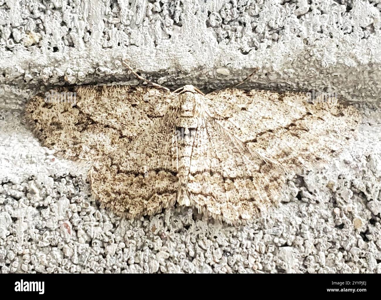 Small Engrailed (Ectropis crepuscularia Stock Photo - Alamy