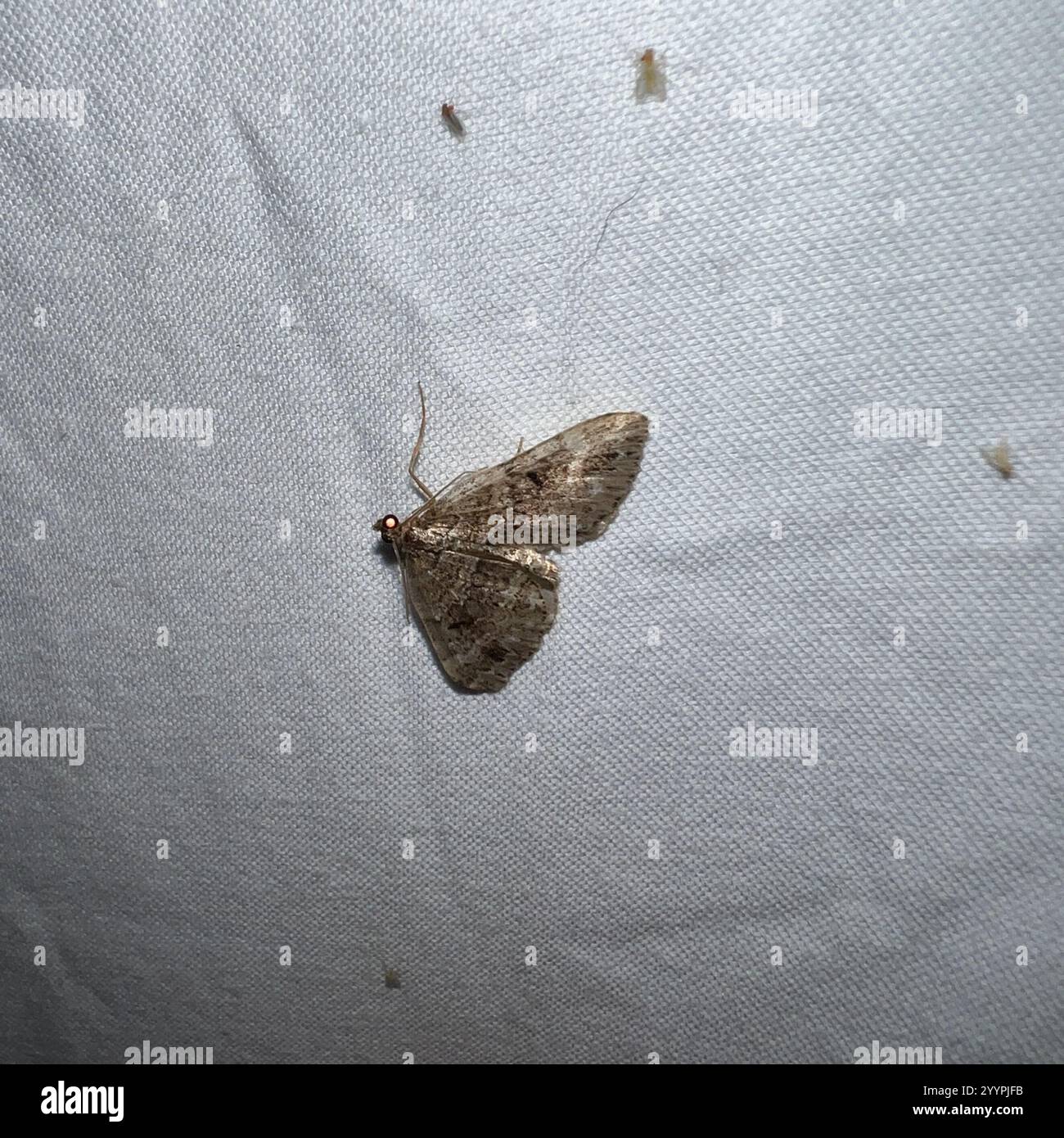 Pale-marked Angle (Macaria signaria Stock Photo - Alamy