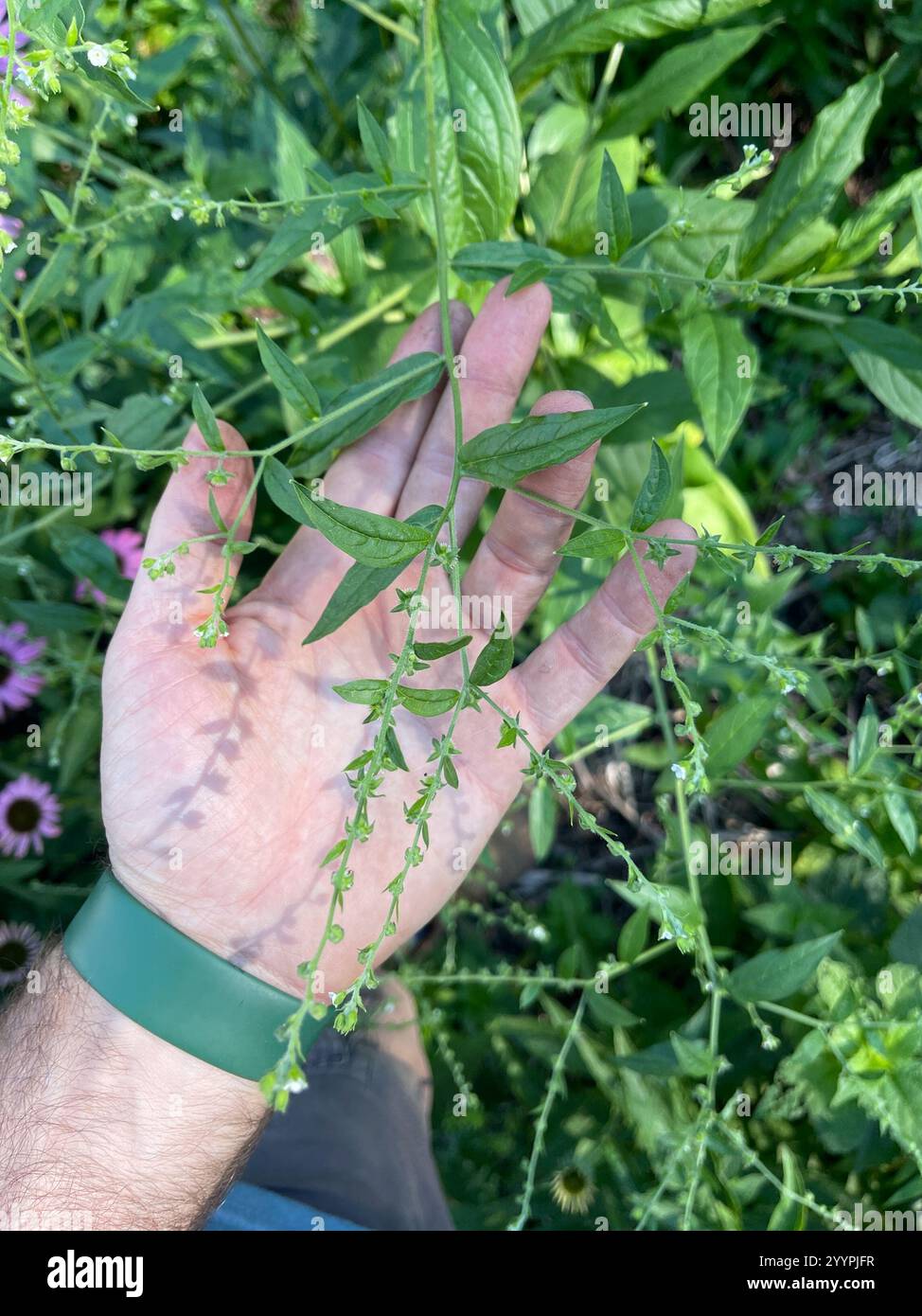 virginia stickseed (Hackelia virginiana Stock Photo - Alamy