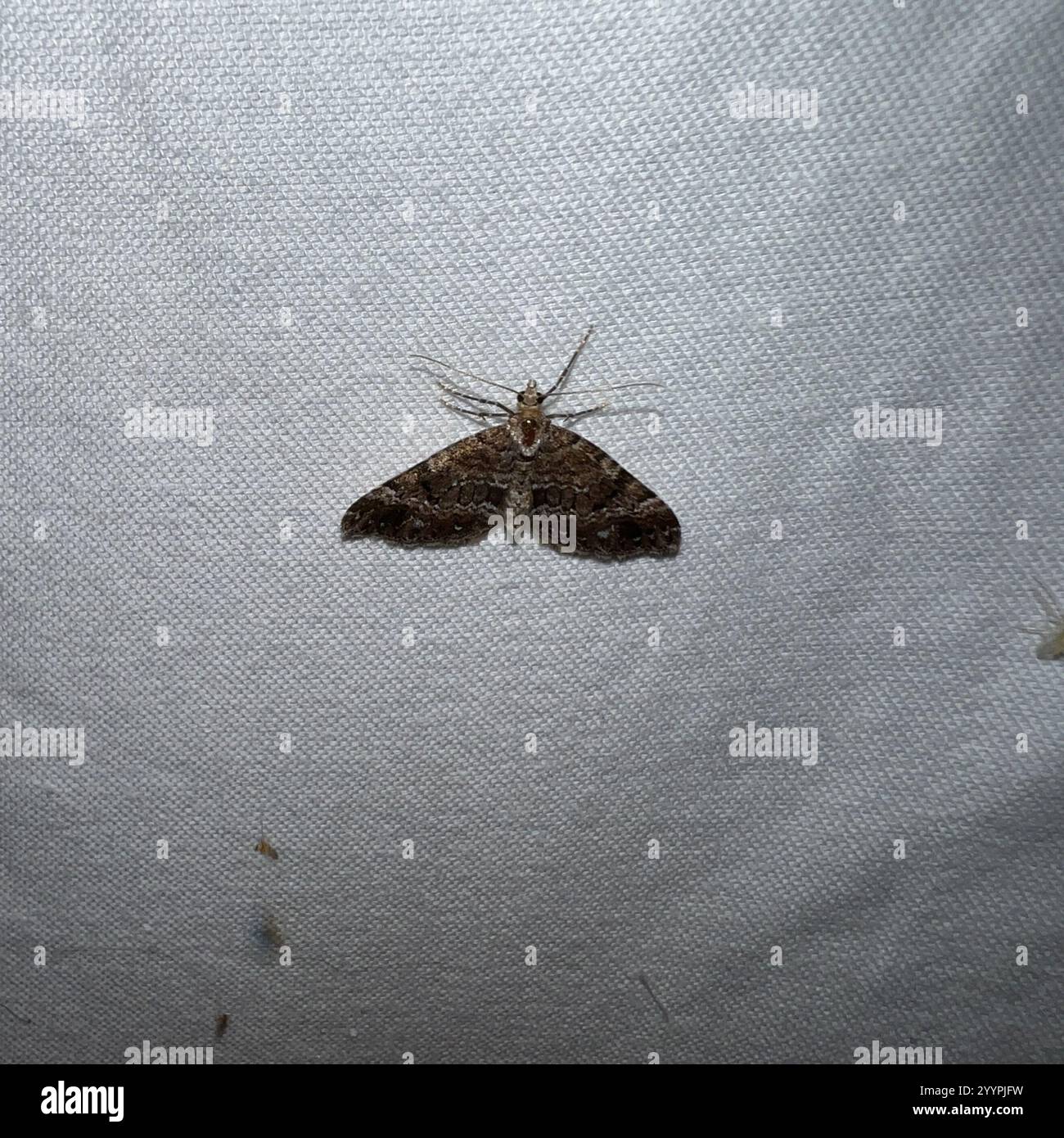 Grand Rivulet Moth (Martania grandis Stock Photo - Alamy