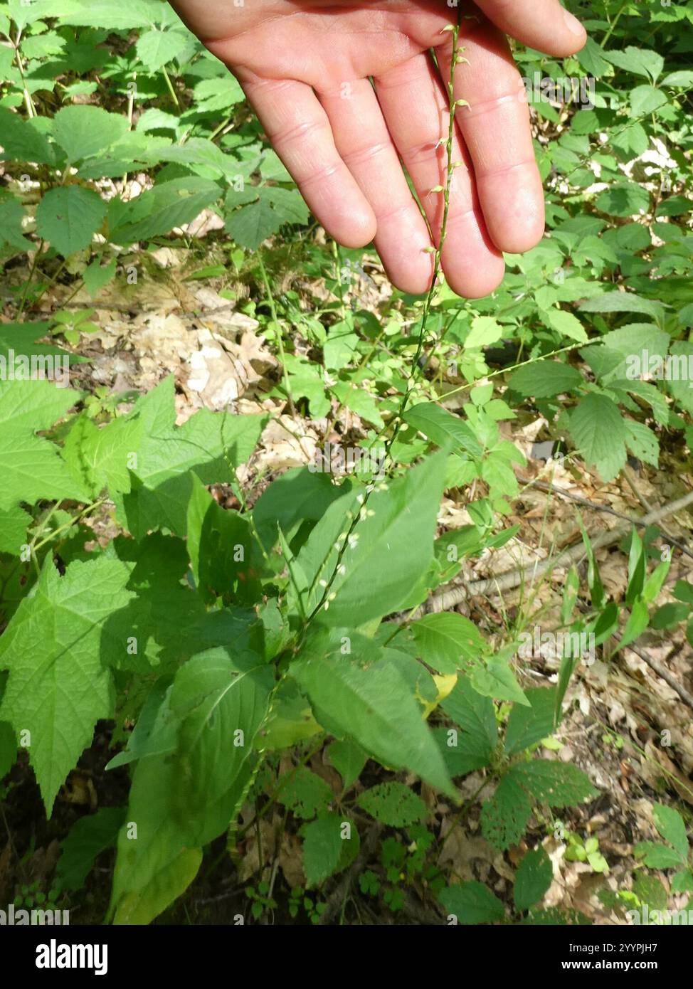 American jumpseed (Persicaria virginiana Stock Photo - Alamy