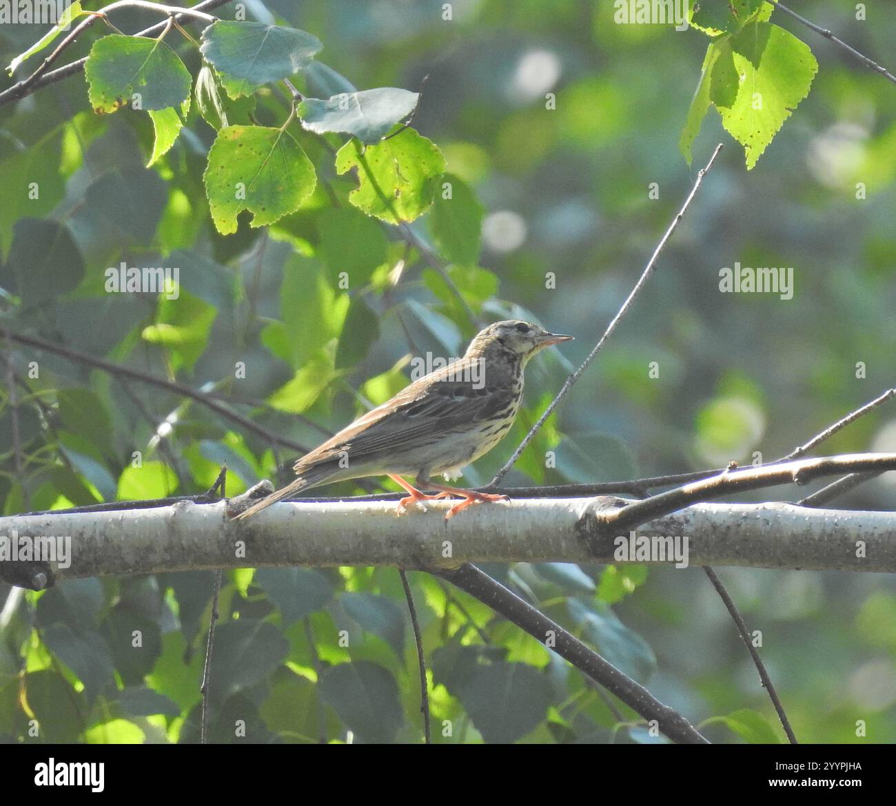 Tree Pipit (Anthus trivialis Stock Photo - Alamy