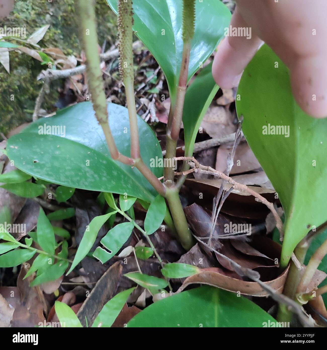 Peperomia magnoliifolia hi-res stock photography and images - Alamy