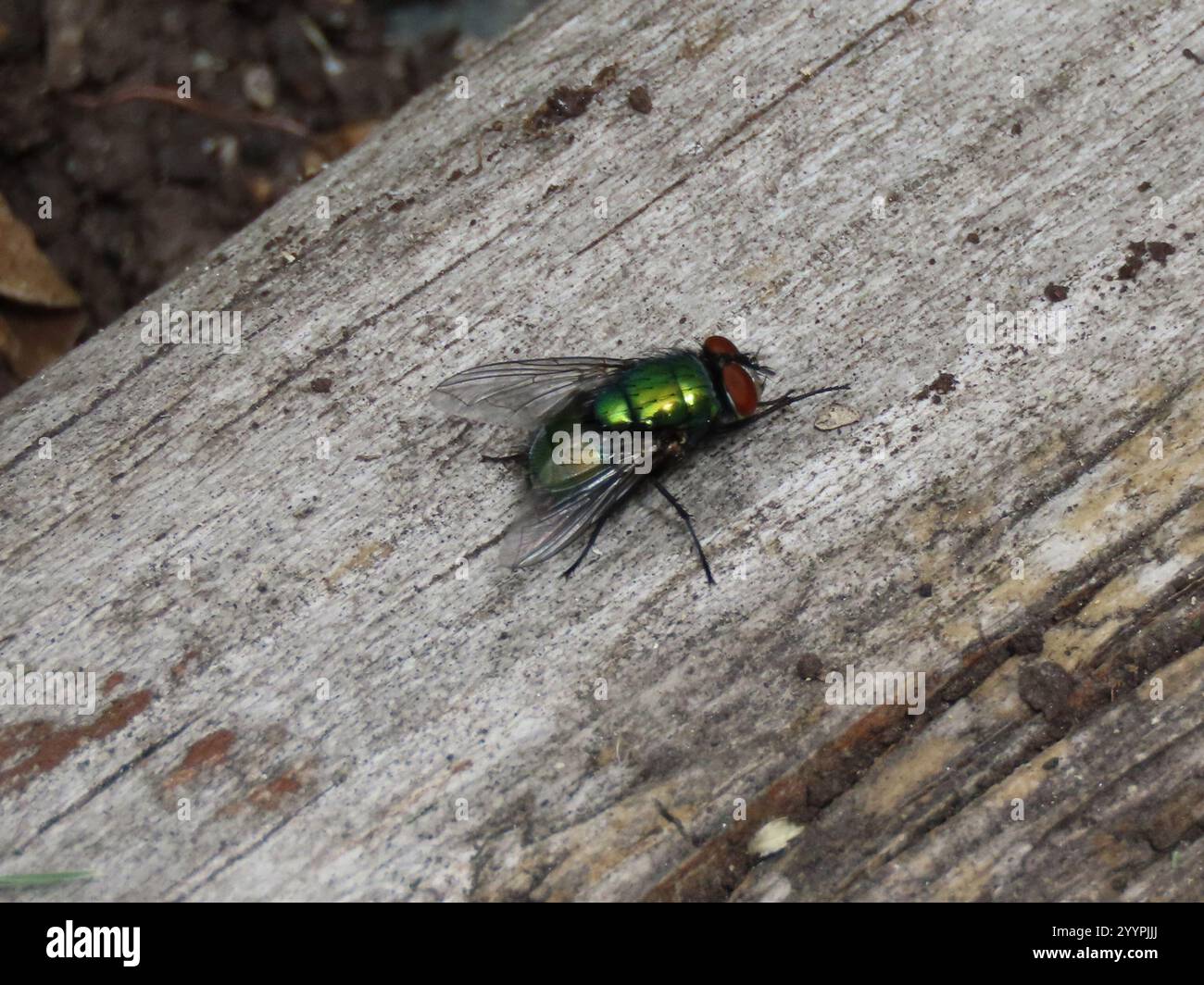 Common European Greenbottle Fly (Lucilia sericata Stock Photo - Alamy