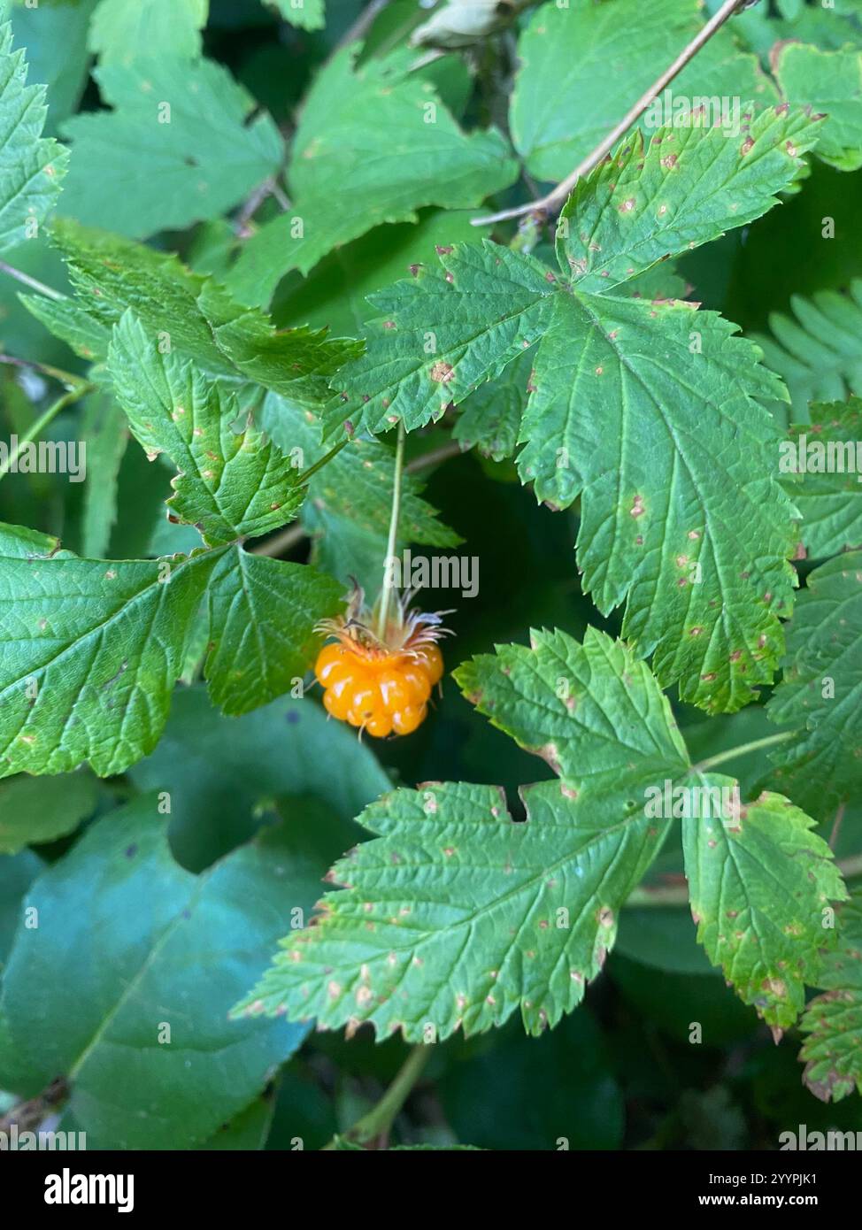 Salmonberry (Rubus spectabilis Stock Photo - Alamy