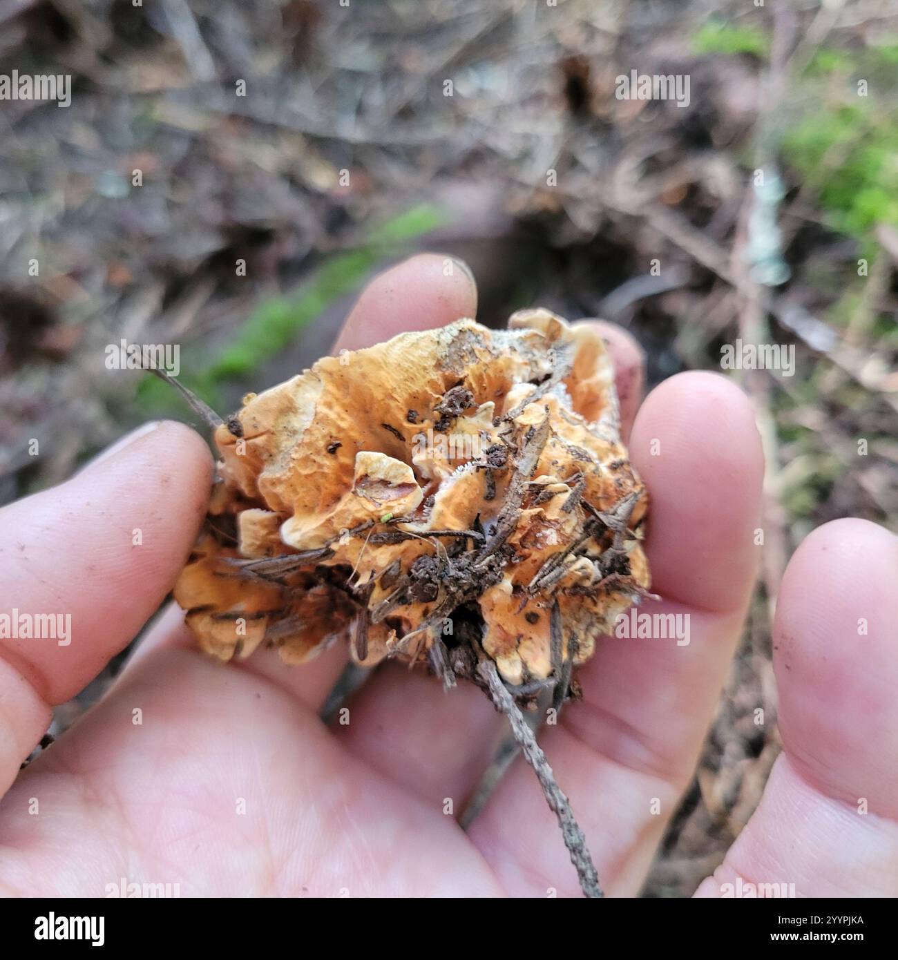 Orange Rough-cap Tooth (Hydnellum aurantiacum Stock Photo - Alamy
