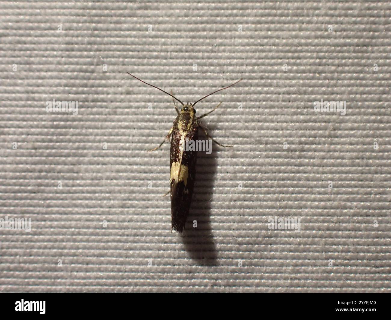 Skunk Moth (Polix coloradella Stock Photo - Alamy