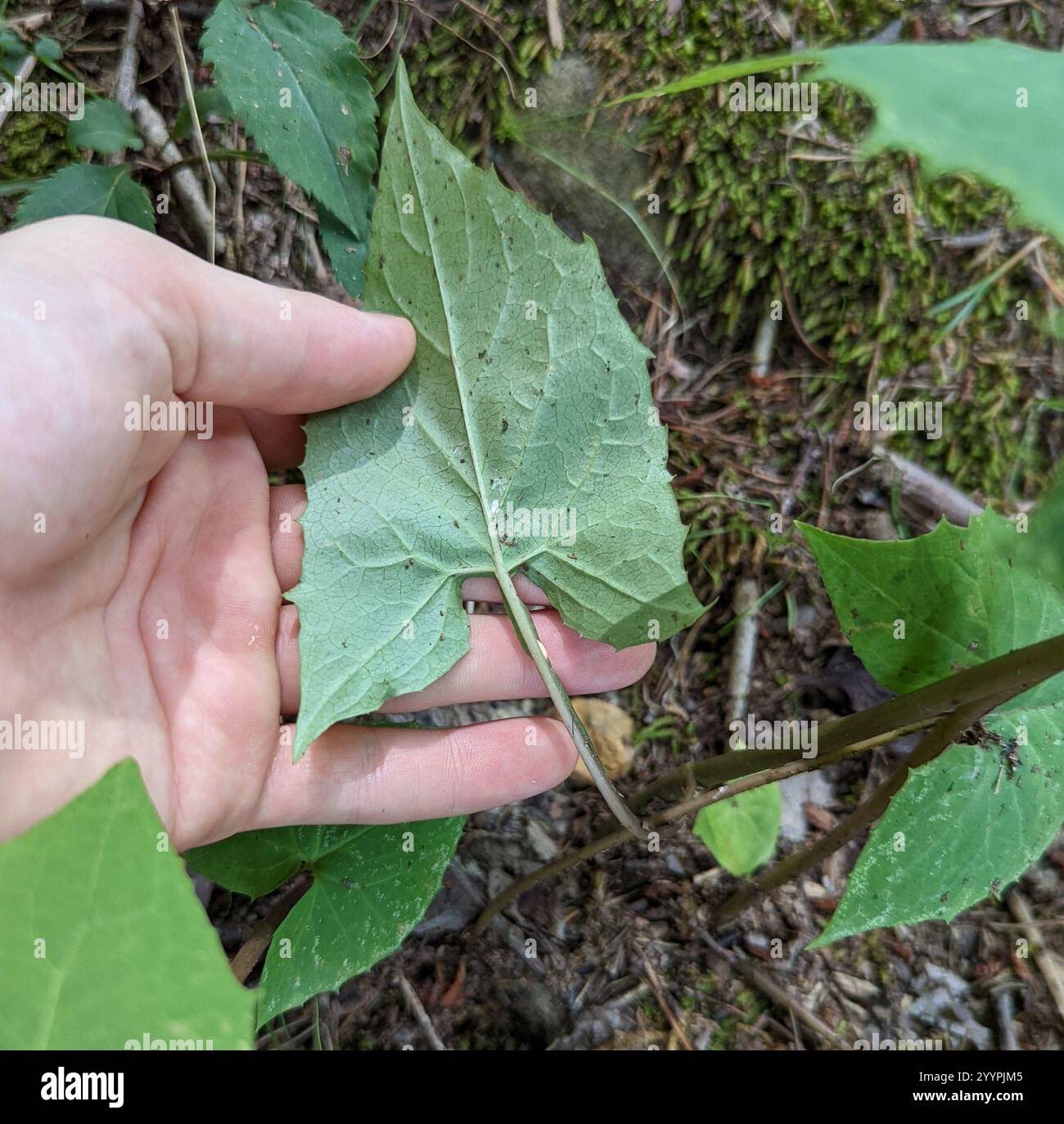 tall rattlesnake root (Nabalus altissimus Stock Photo - Alamy
