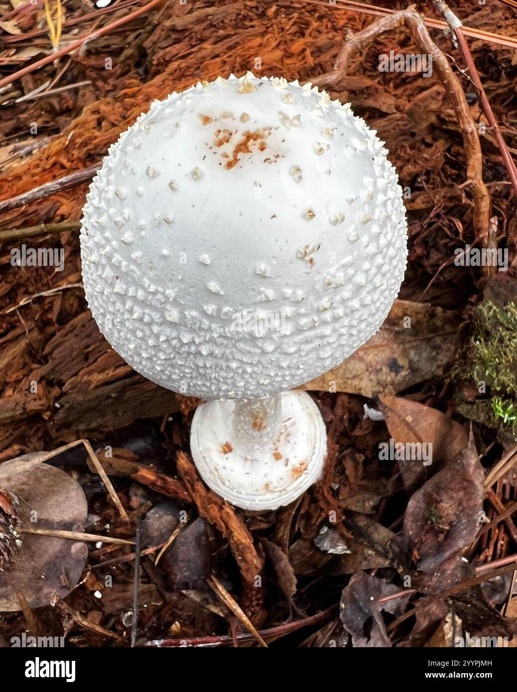 American Abrupt-Bulbed Lepidella (Amanita abrupta Stock Photo - Alamy
