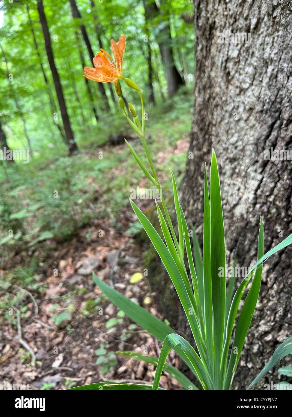 Blackberry Lily (Iris domestica Stock Photo - Alamy