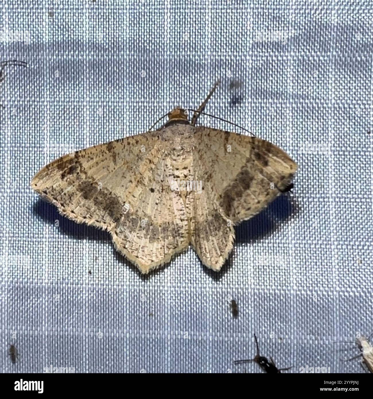 Psamatodes abydata hi-res stock photography and images - Alamy