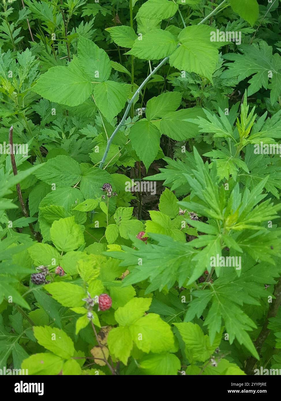 black raspberry (Rubus occidentalis Stock Photo - Alamy