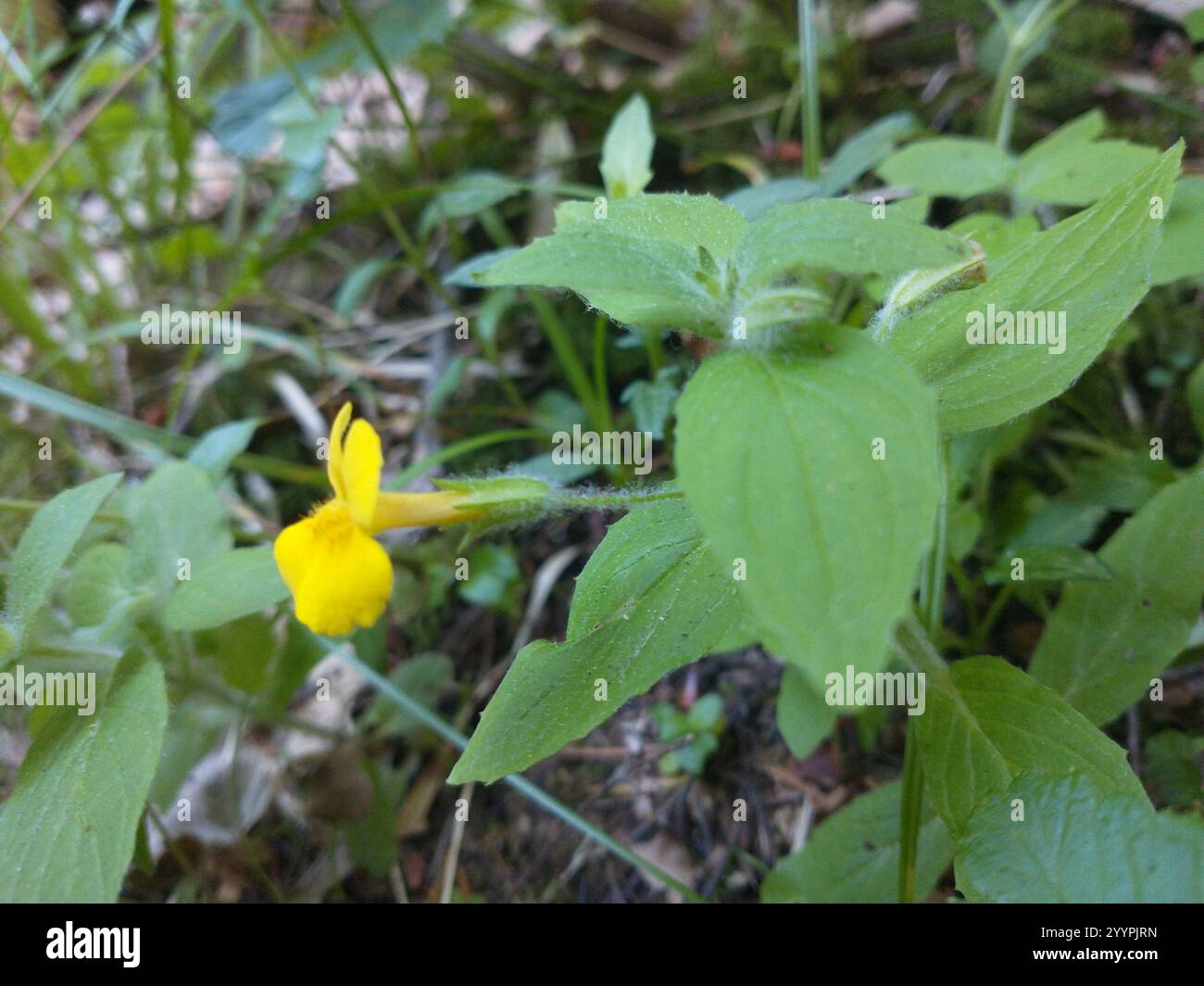 wing-leaf monkeyflower (Erythranthe ptilota Stock Photo - Alamy