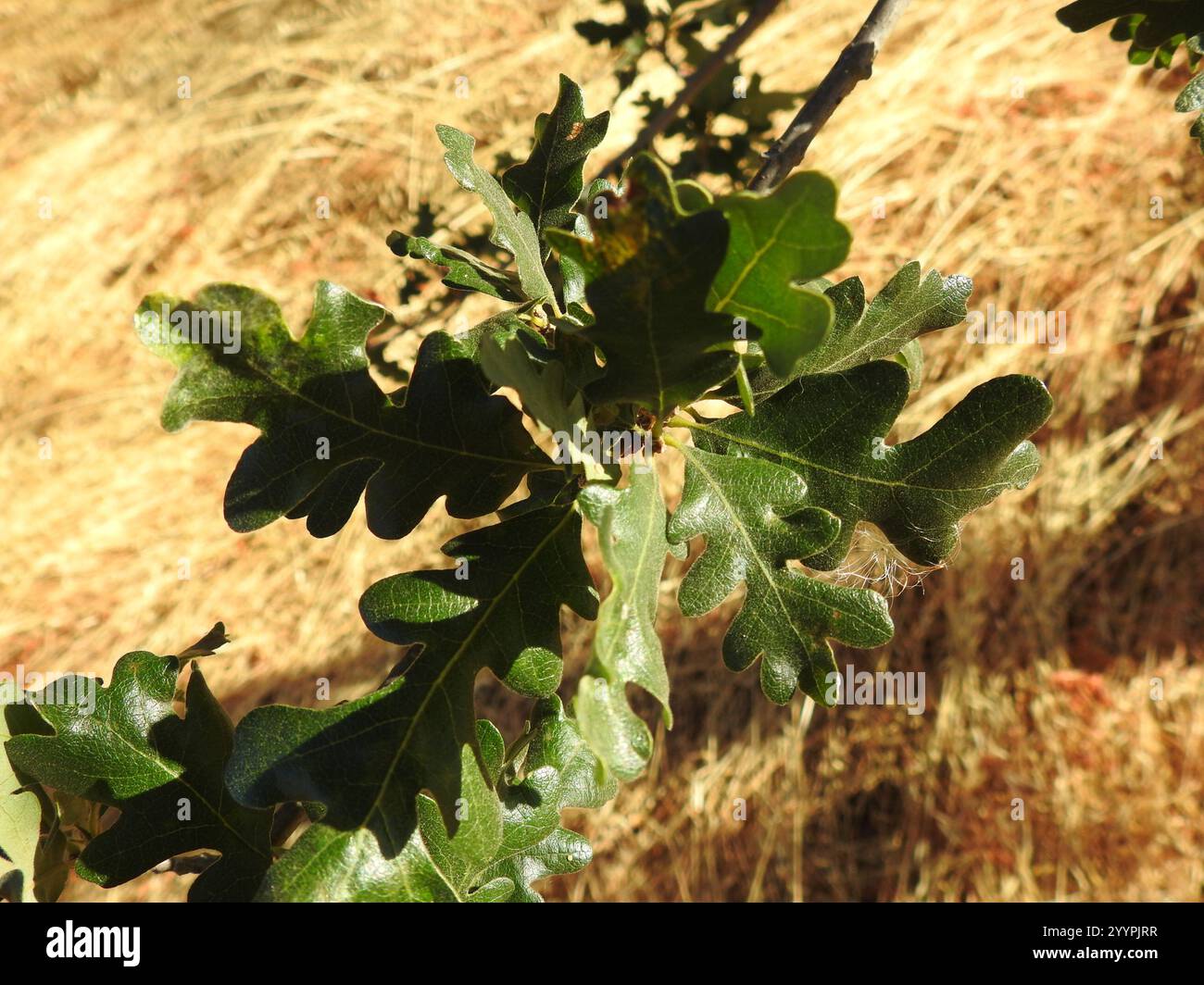 valley oak (Quercus lobata Stock Photo - Alamy