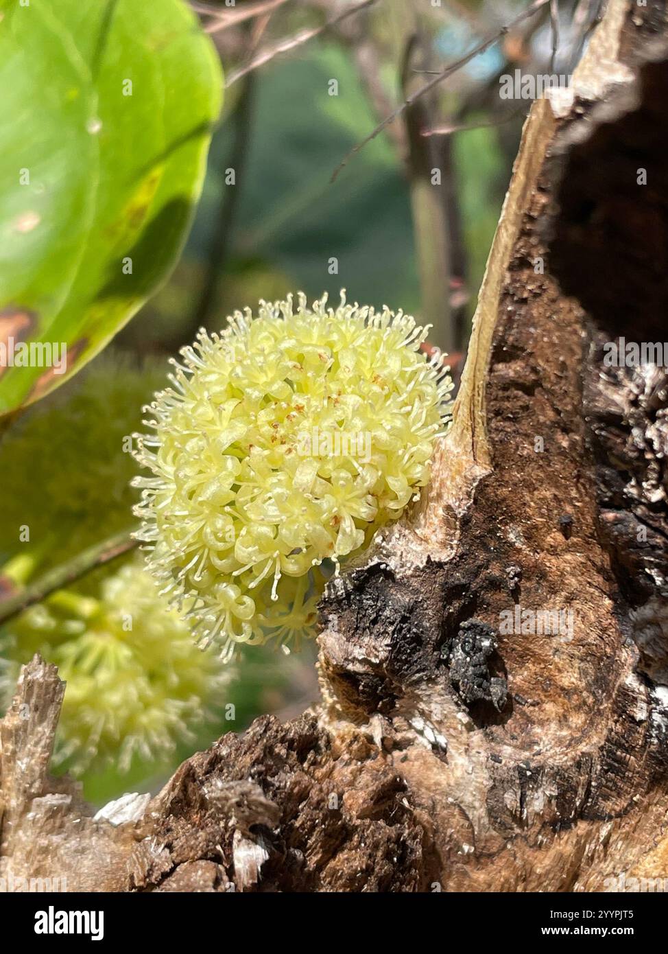 Austral Sarsaparilla (Smilax australis Stock Photo - Alamy