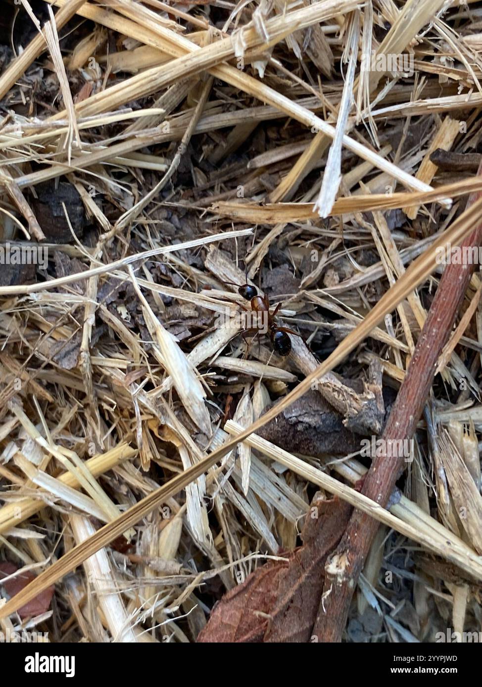 Texas Carpenter Ant (Camponotus texanus Stock Photo - Alamy