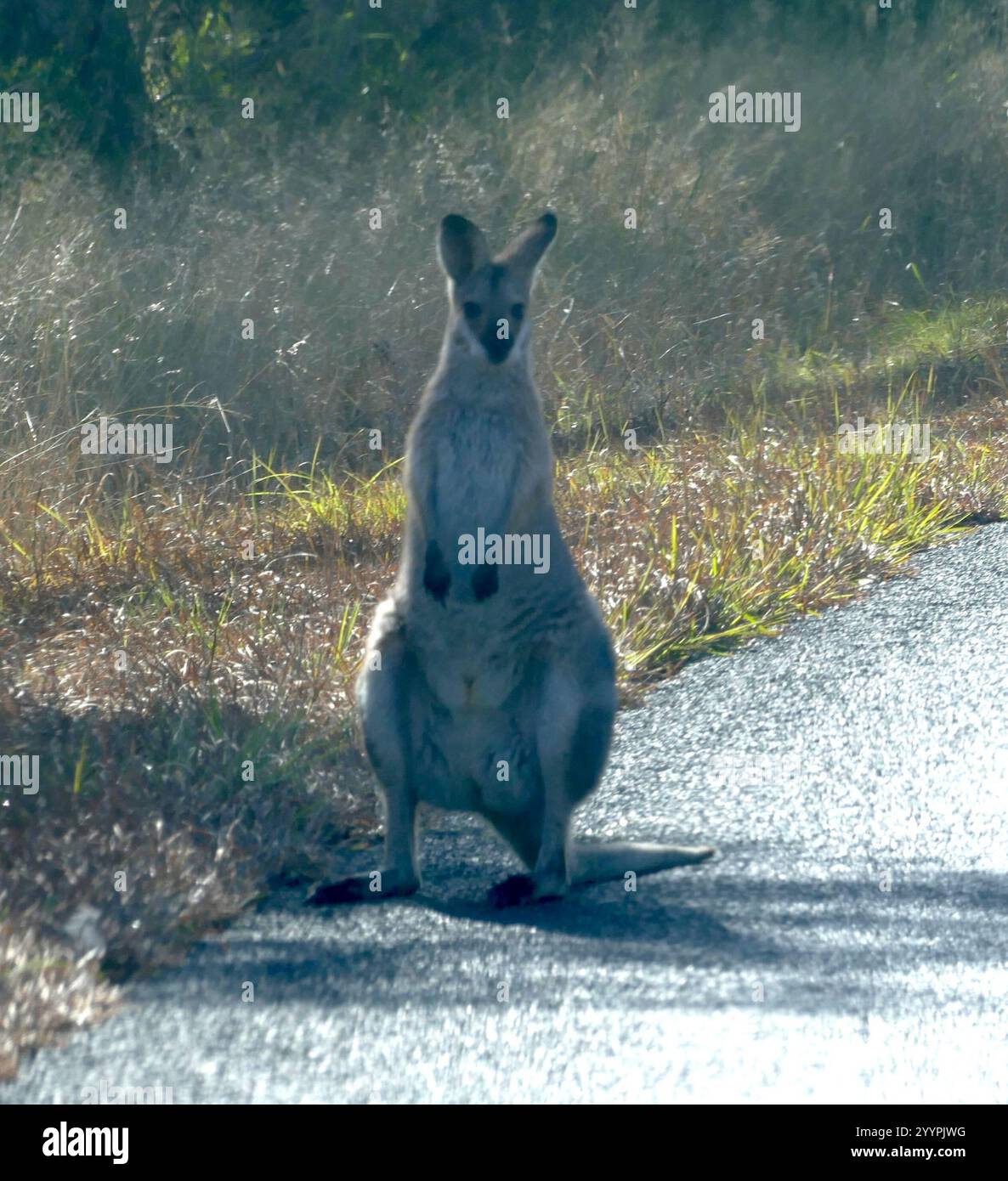 Red-necked Wallaby (Notamacropus rufogriseus Stock Photo - Alamy