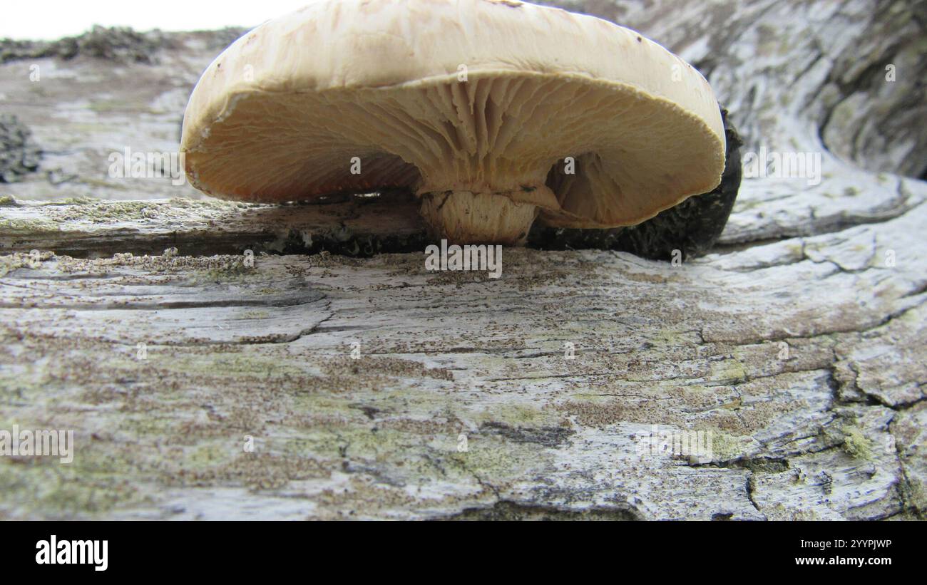 Trainwrecker (Neolentinus lepideus Stock Photo - Alamy