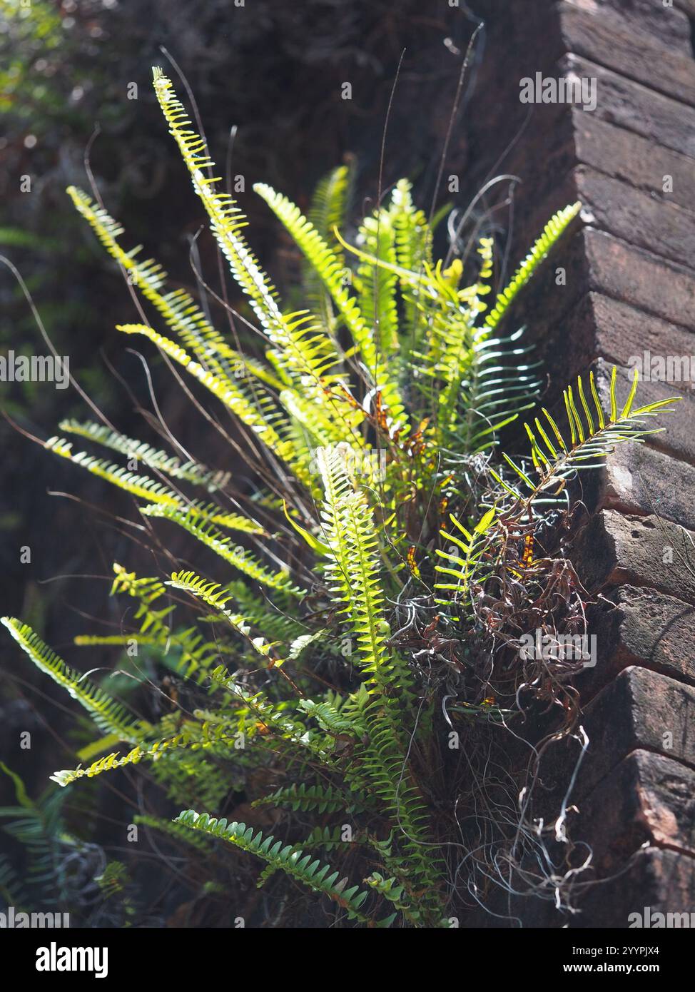 Fishbone Fern (Nephrolepis cordifolia Stock Photo - Alamy