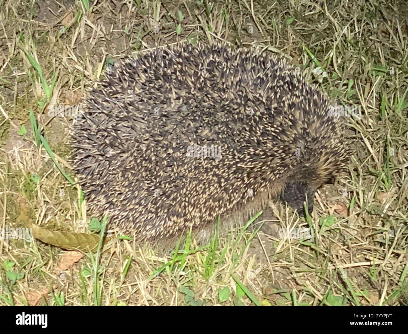 Common Hedgehog (Erinaceus europaeus Stock Photo - Alamy