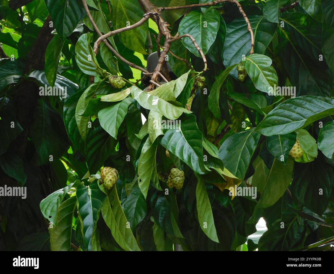 Noni (Morinda citrifolia Stock Photo - Alamy