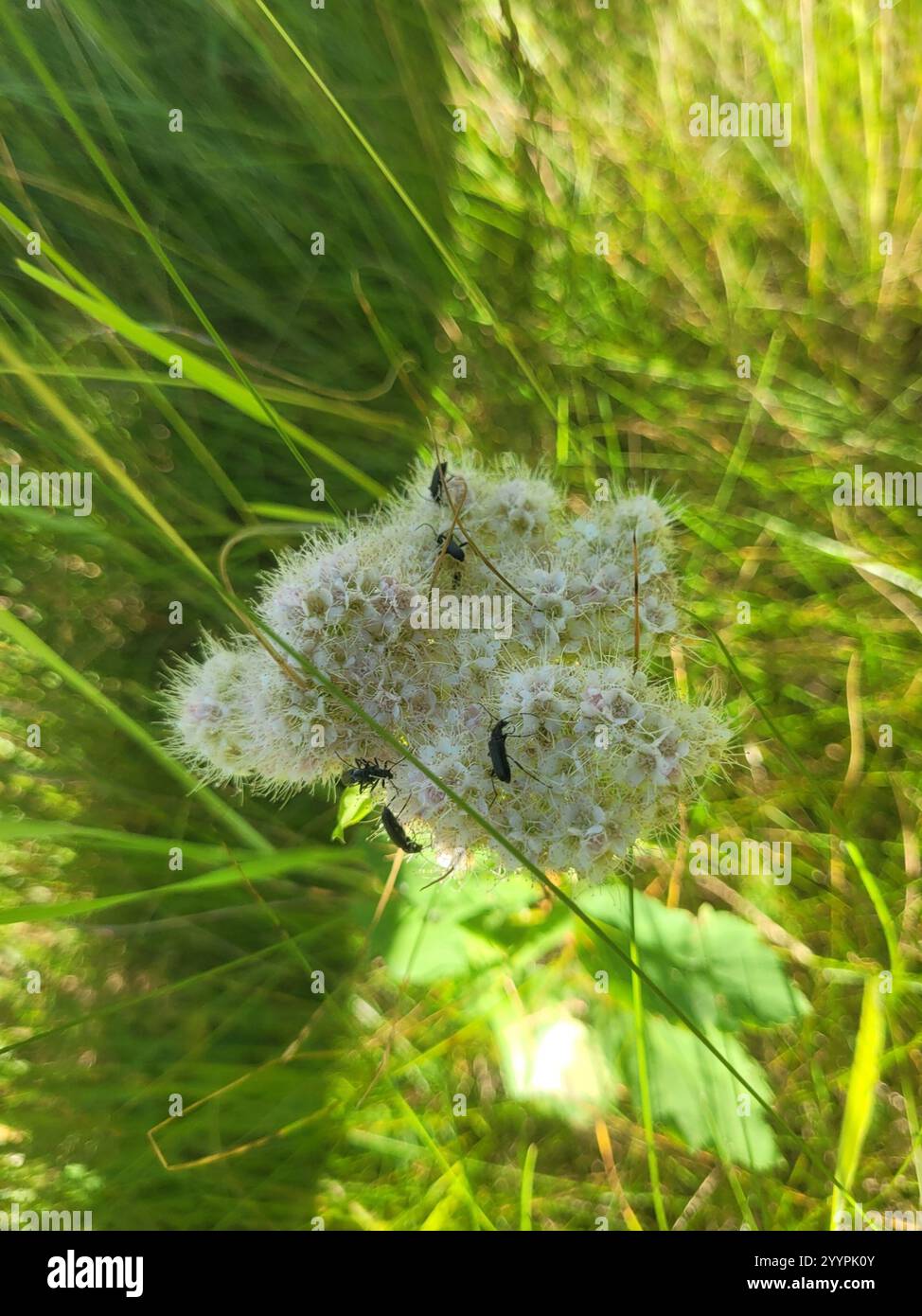 Shinyleaf Meadowsweet (Spiraea lucida Stock Photo - Alamy