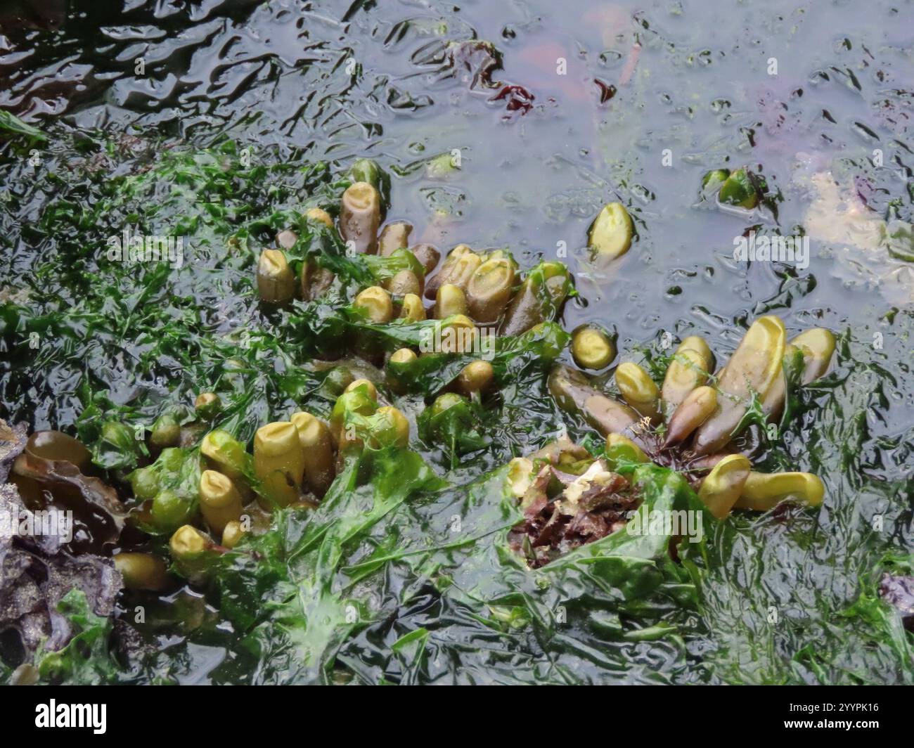 Sea Sacks (Halosaccion glandiforme Stock Photo - Alamy