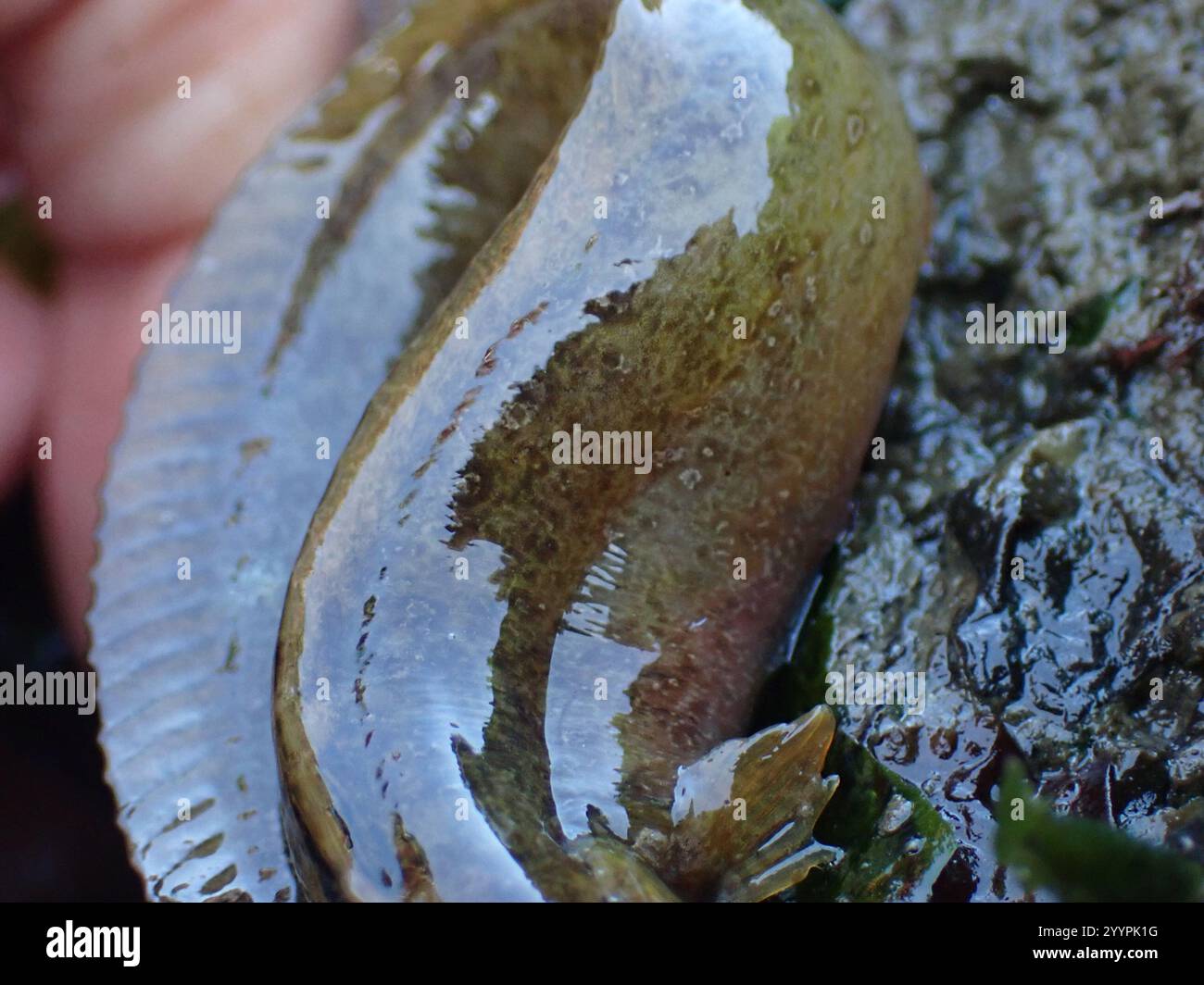 High Cockscomb (Anoplarchus purpurescens Stock Photo - Alamy