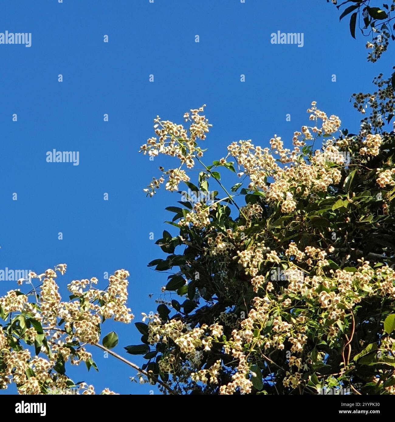 wonga vine (Pandorea pandorana Stock Photo - Alamy