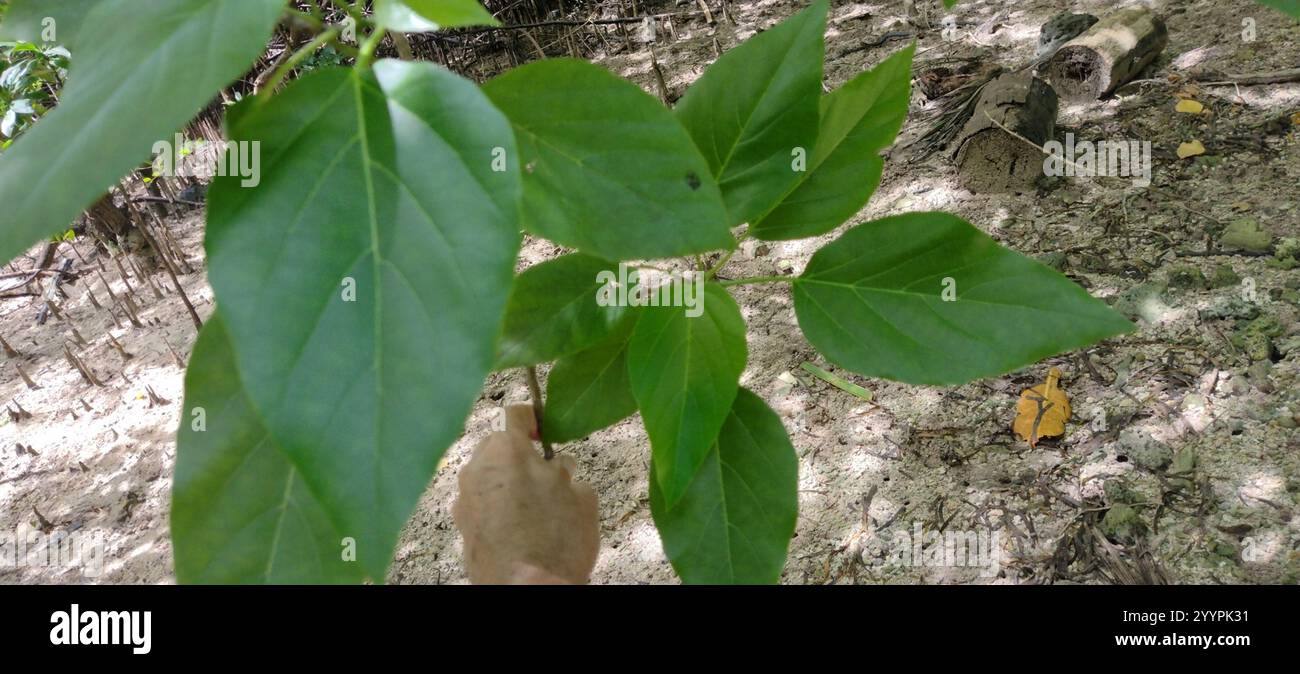 Kerosene Tree (Cordia subcordata Stock Photo - Alamy