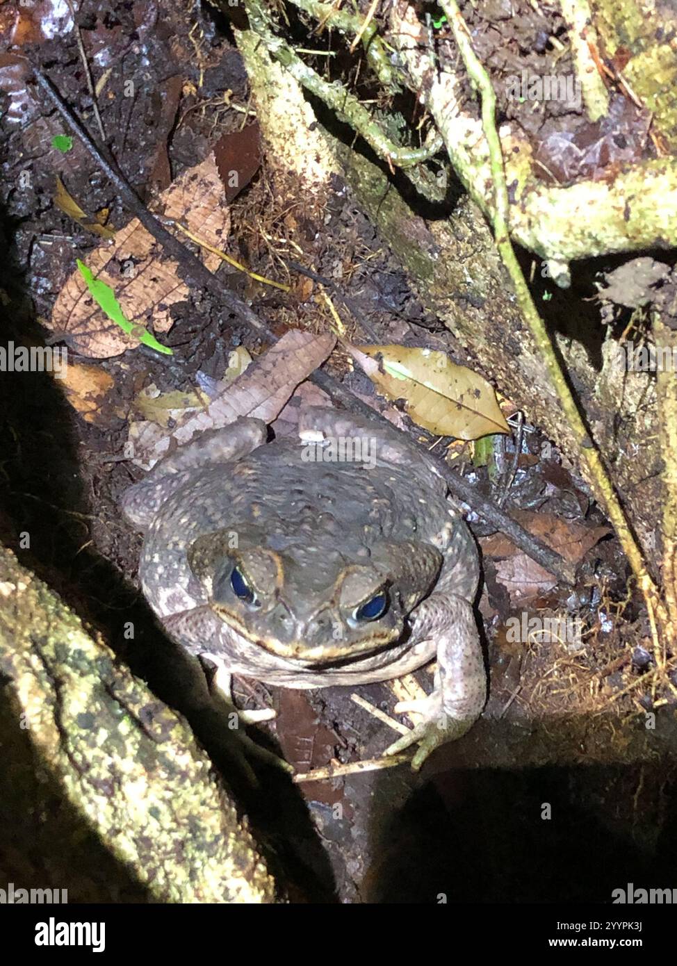 Giant Toad (Rhinella horribilis Stock Photo - Alamy