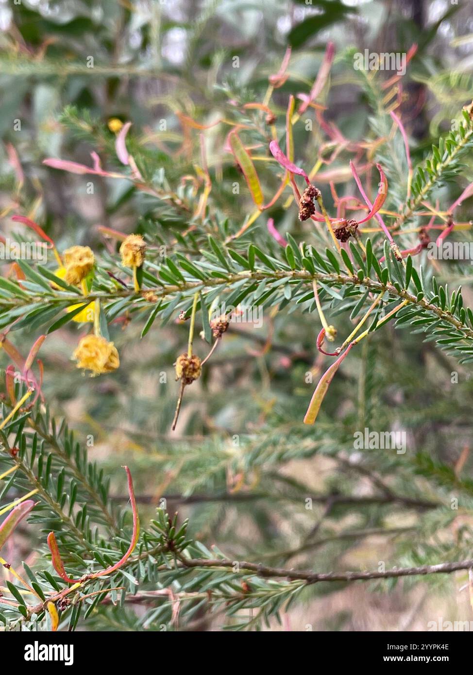 Crowded-leaf Wattle (Acacia conferta Stock Photo - Alamy