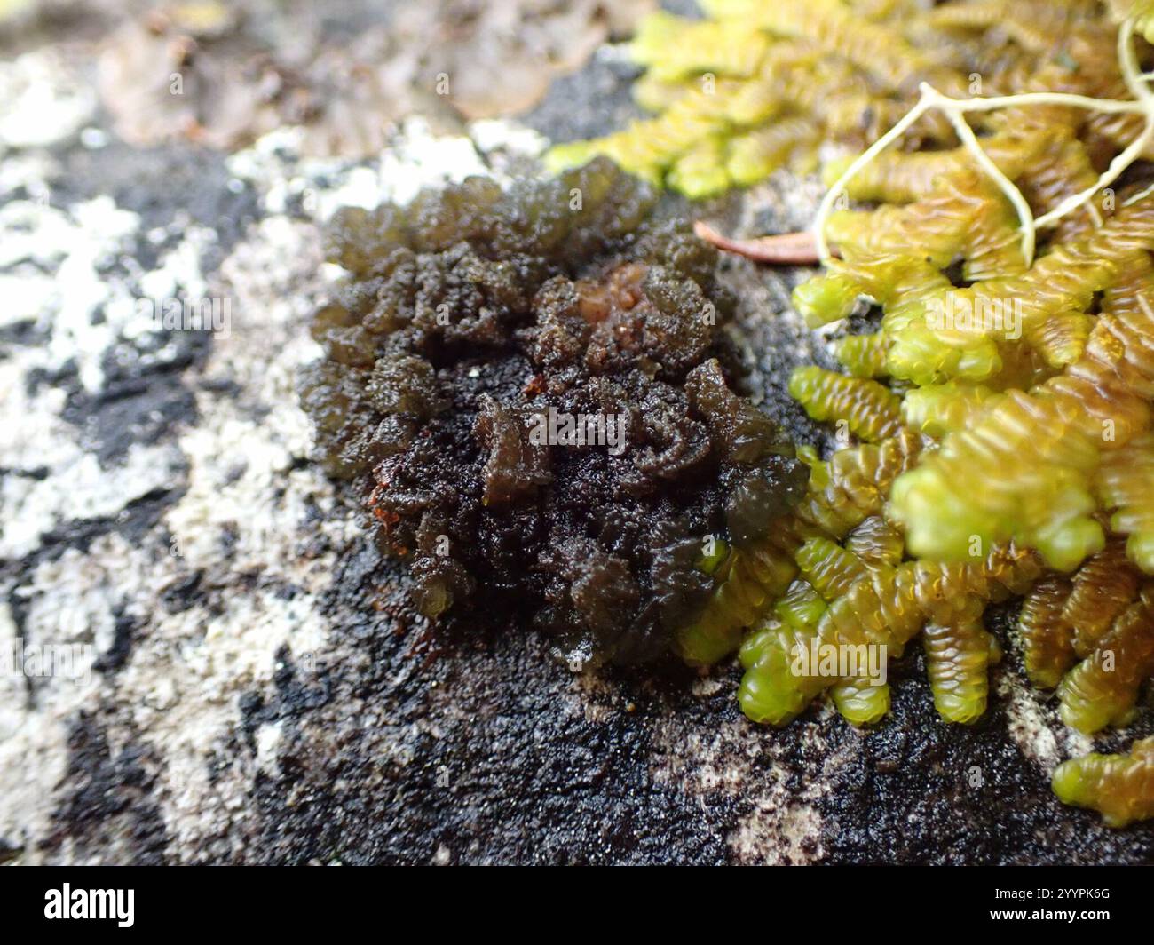 Gabura hi-res stock photography and images - Alamy