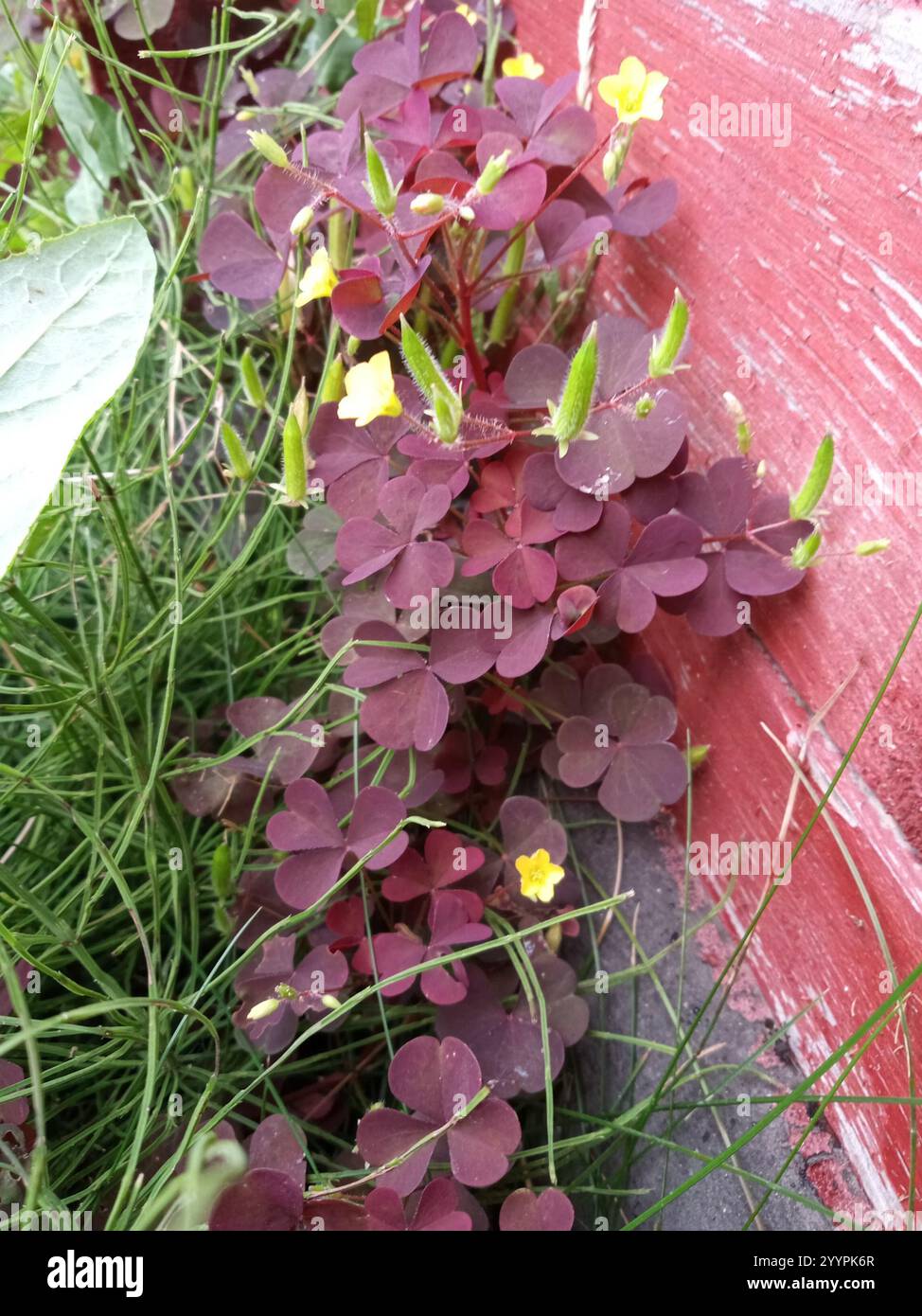 (Oxalis stricta rufa Stock Photo - Alamy