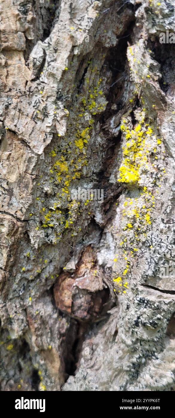 gold dust lichen (Chrysothrix candelaris Stock Photo - Alamy