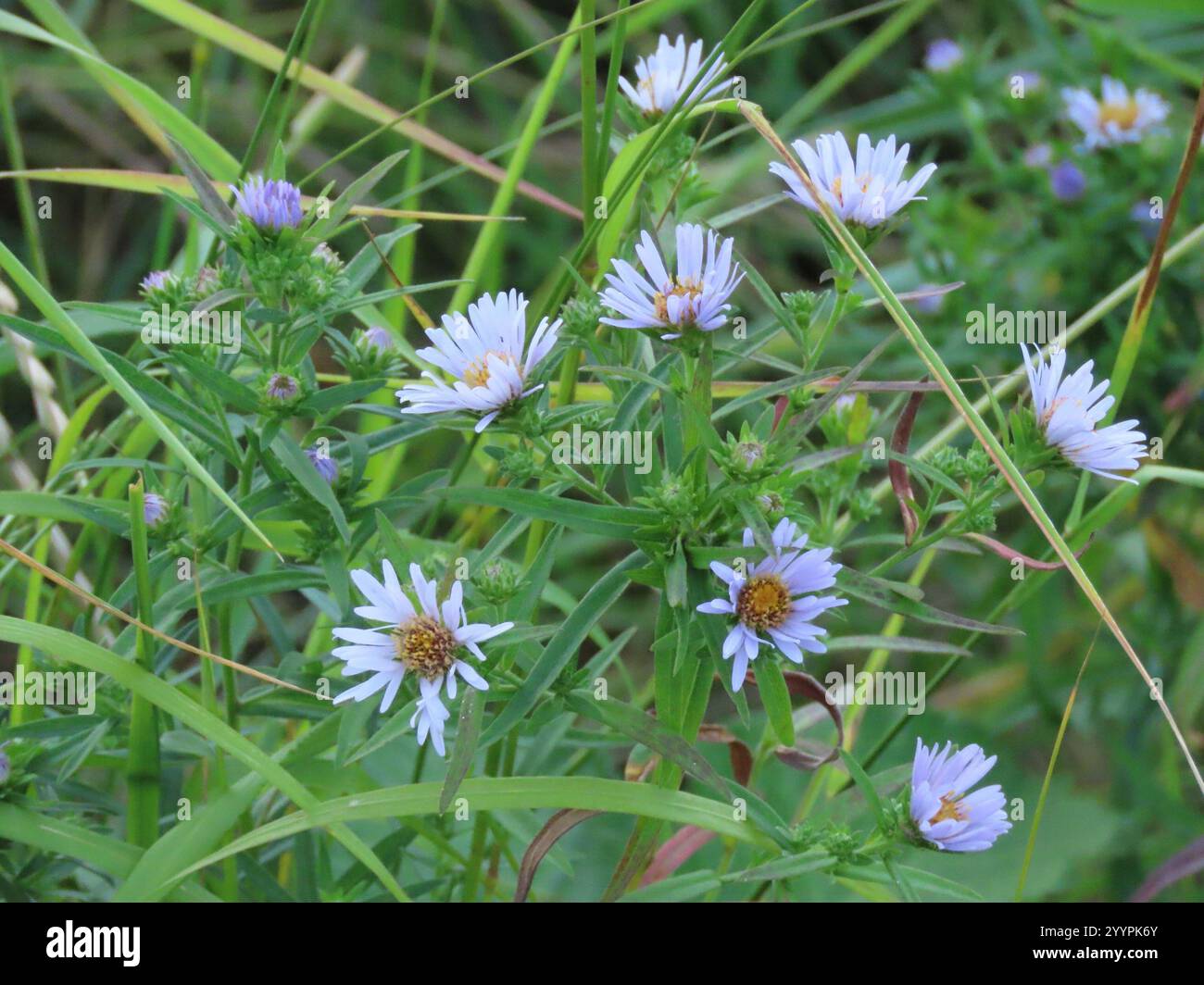 Douglas' Aster (Symphyotrichum subspicatum Stock Photo - Alamy