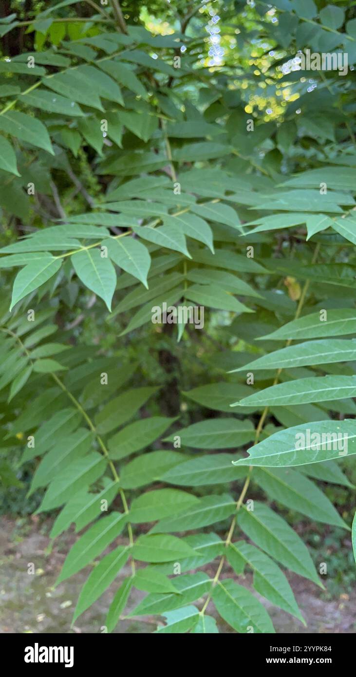 tree-of-heaven (Ailanthus altissima Stock Photo - Alamy