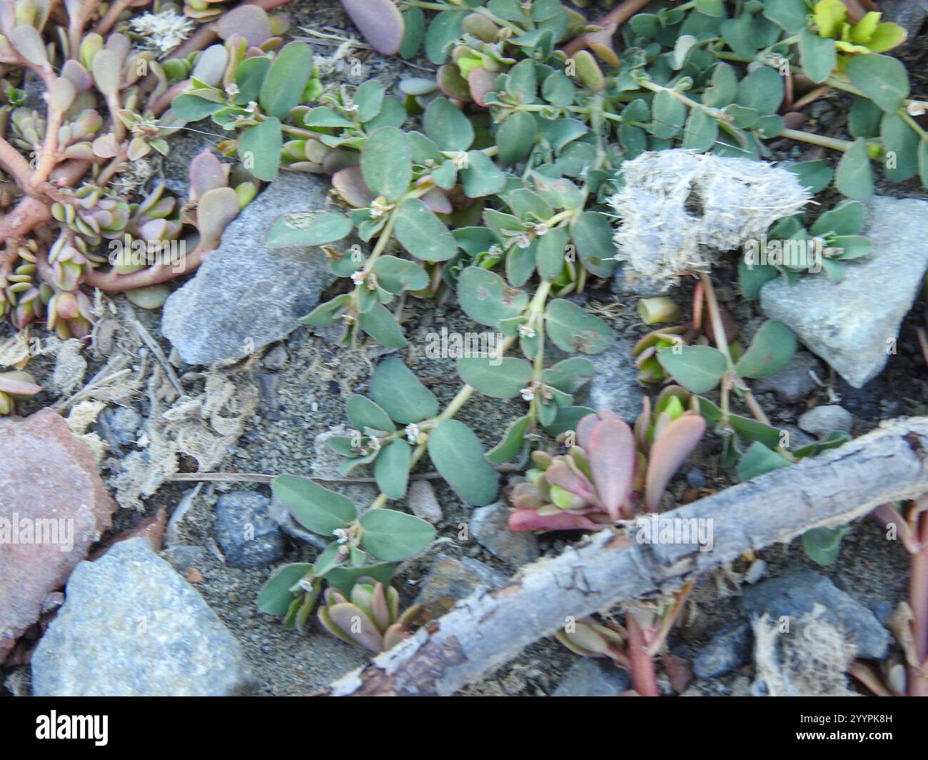 Serpillifolia hi-res stock photography and images - Alamy