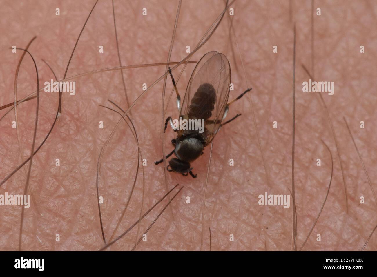 Black Flies (Simuliidae Stock Photo - Alamy