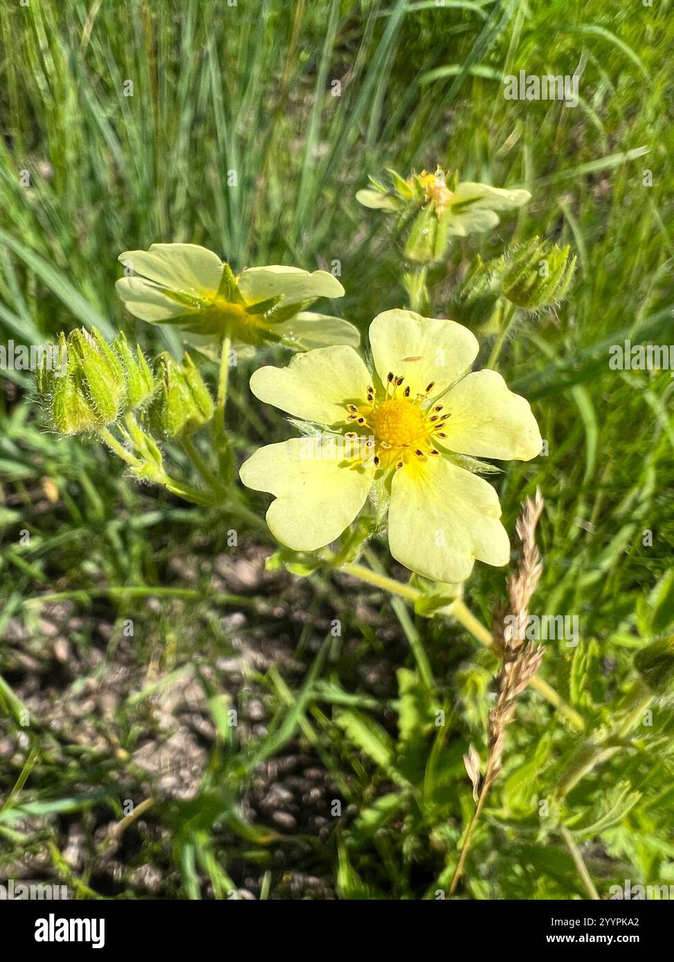 sulphur cinquefoil (Potentilla recta Stock Photo - Alamy