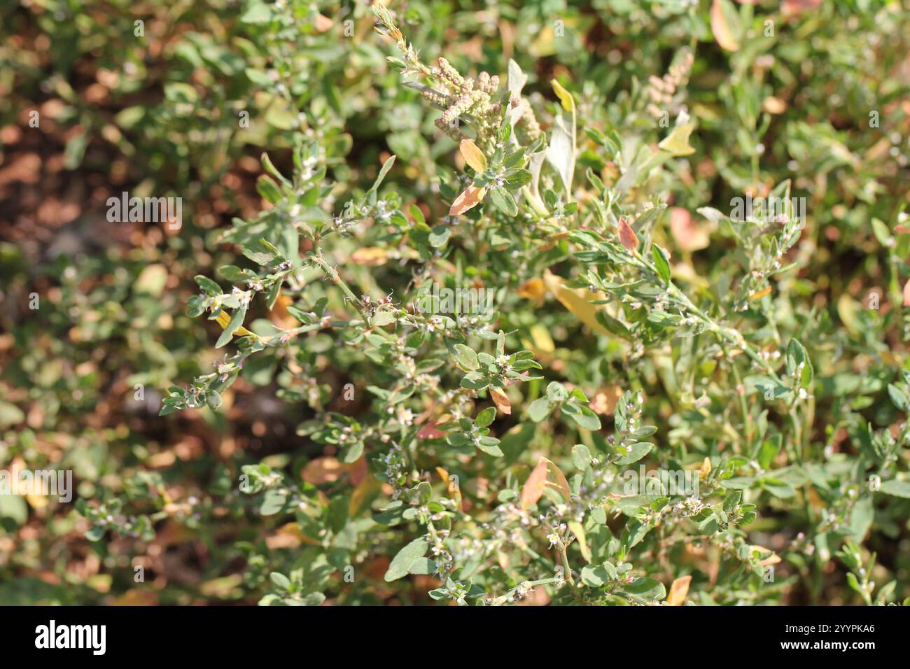 Common Knotgrass Complex (Polygonum aviculare Stock Photo - Alamy