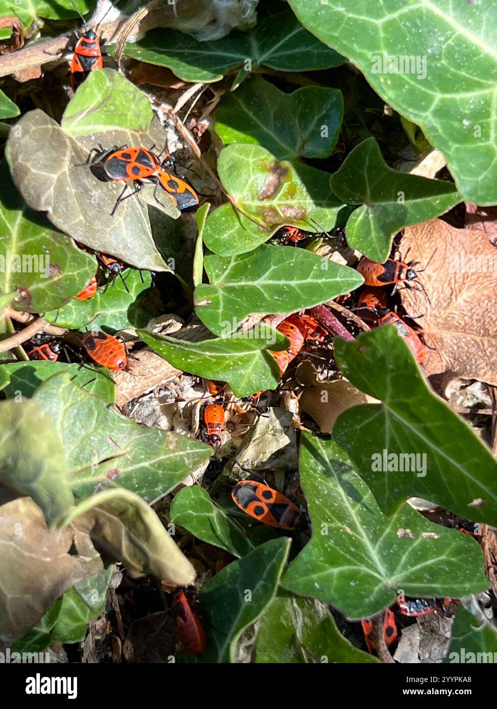 European Firebug (Pyrrhocoris apterus Stock Photo - Alamy