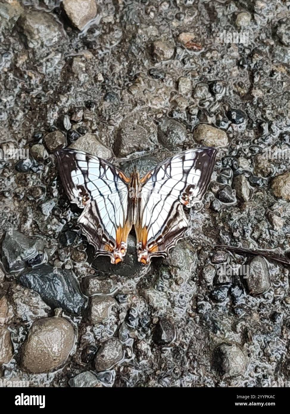 Common Mapwing (Cyrestis thyodamas Stock Photo - Alamy
