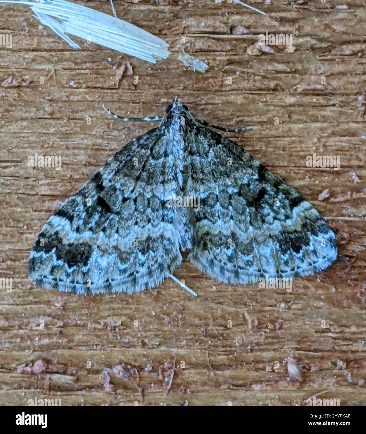 Grand Rivulet Moth (Martania grandis Stock Photo - Alamy