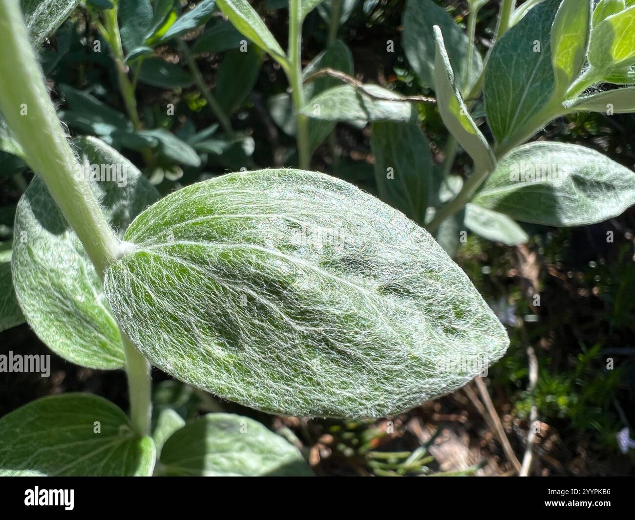Littleleaf Silverback (Luina hypoleuca Stock Photo - Alamy