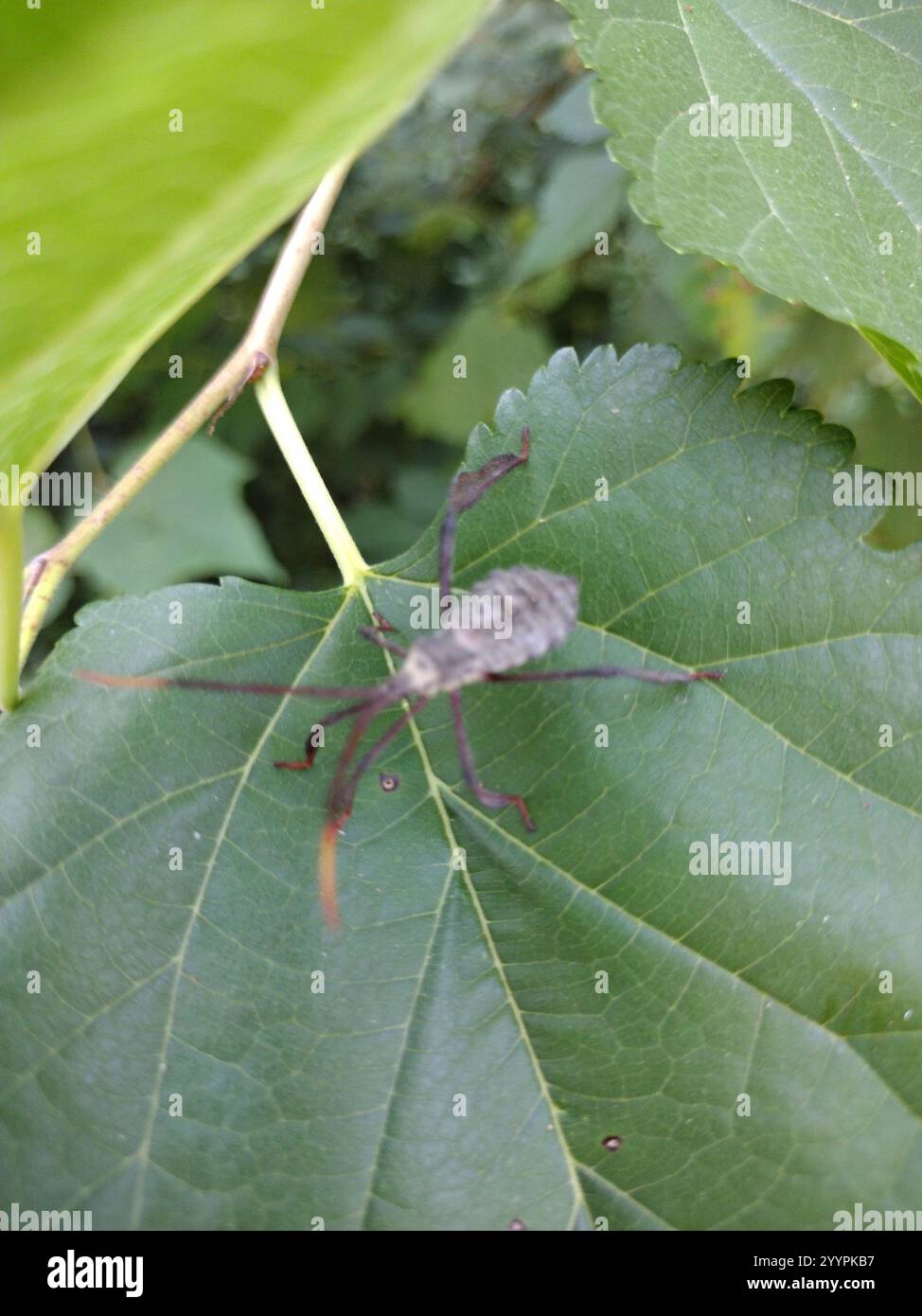 Spine-headed Bugs (Acanthocephala Stock Photo - Alamy
