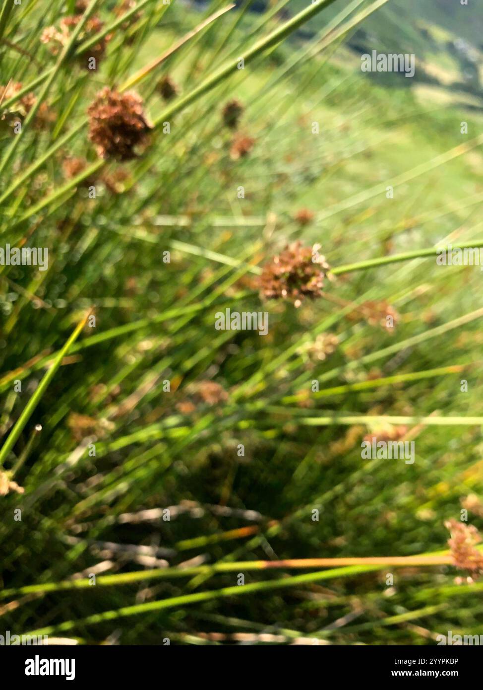 Compact rush juncus conglomeratus hi-res stock photography and images ...