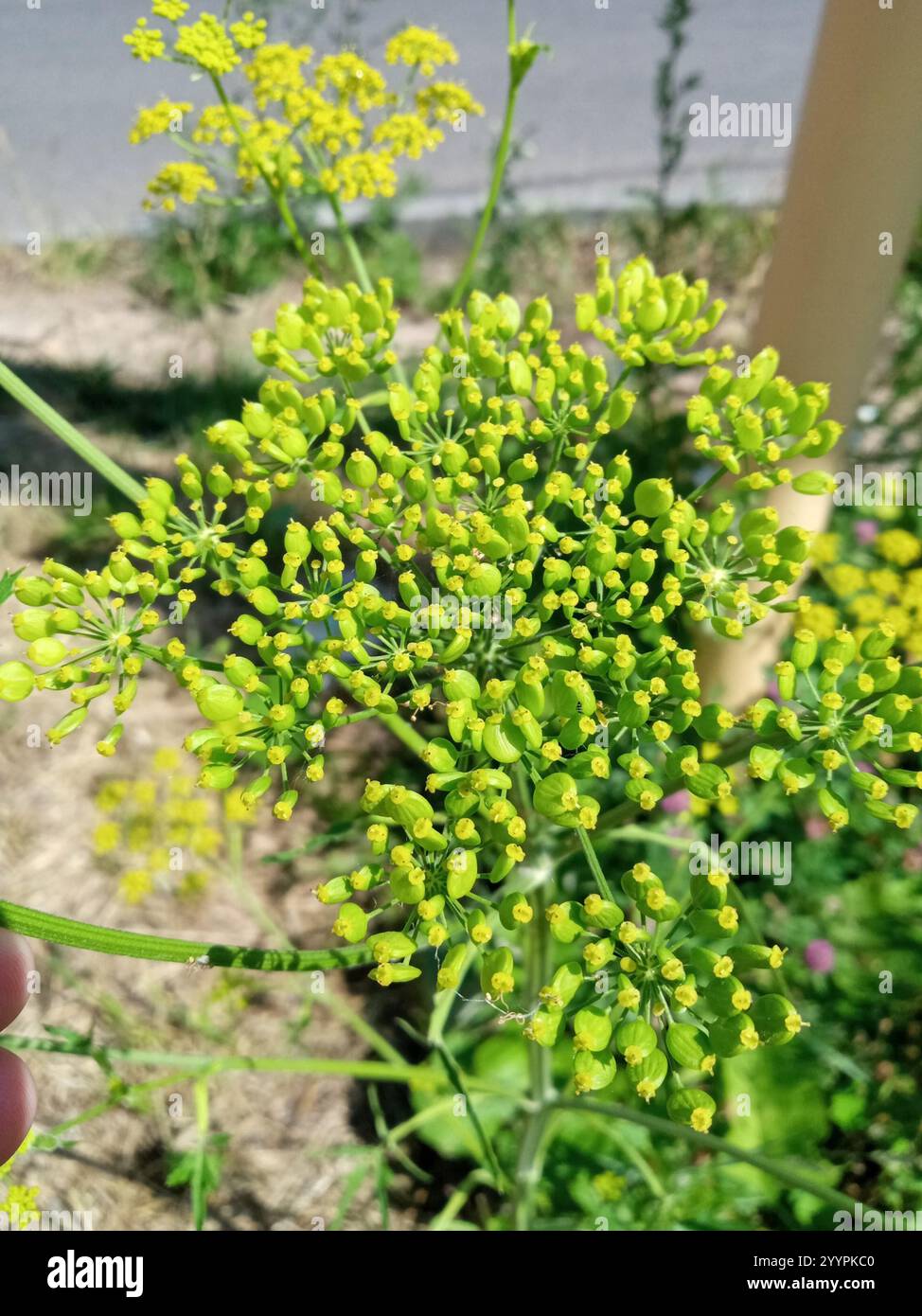 (Pastinaca sativa sylvestris Stock Photo - Alamy