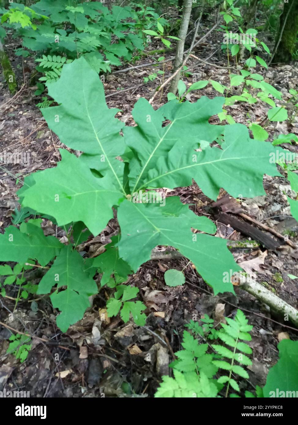 northern red oak (Quercus rubra Stock Photo - Alamy
